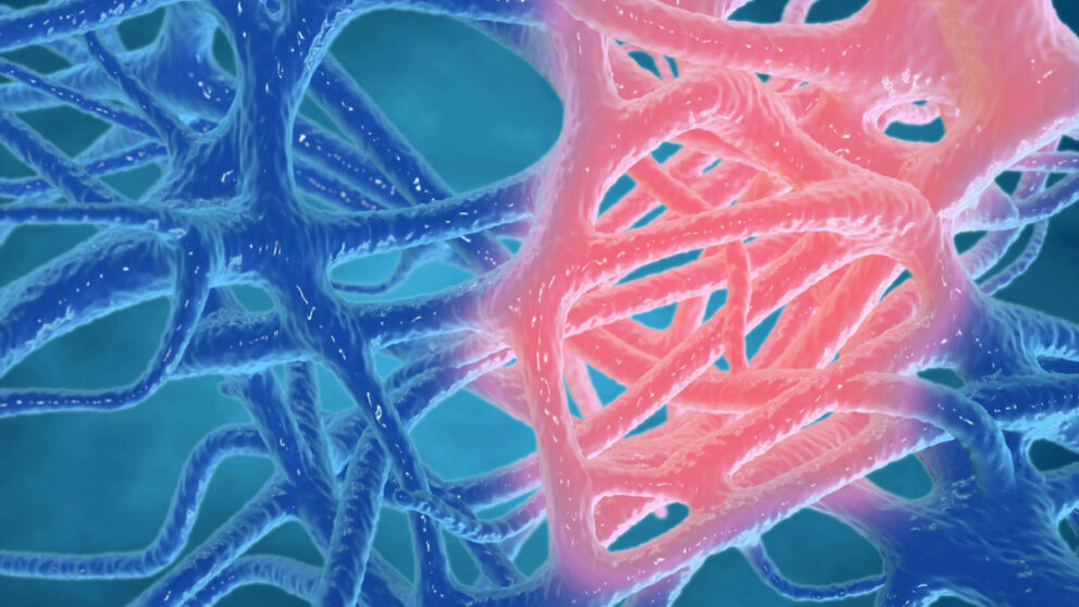 The Immune System and Macular Degeneration